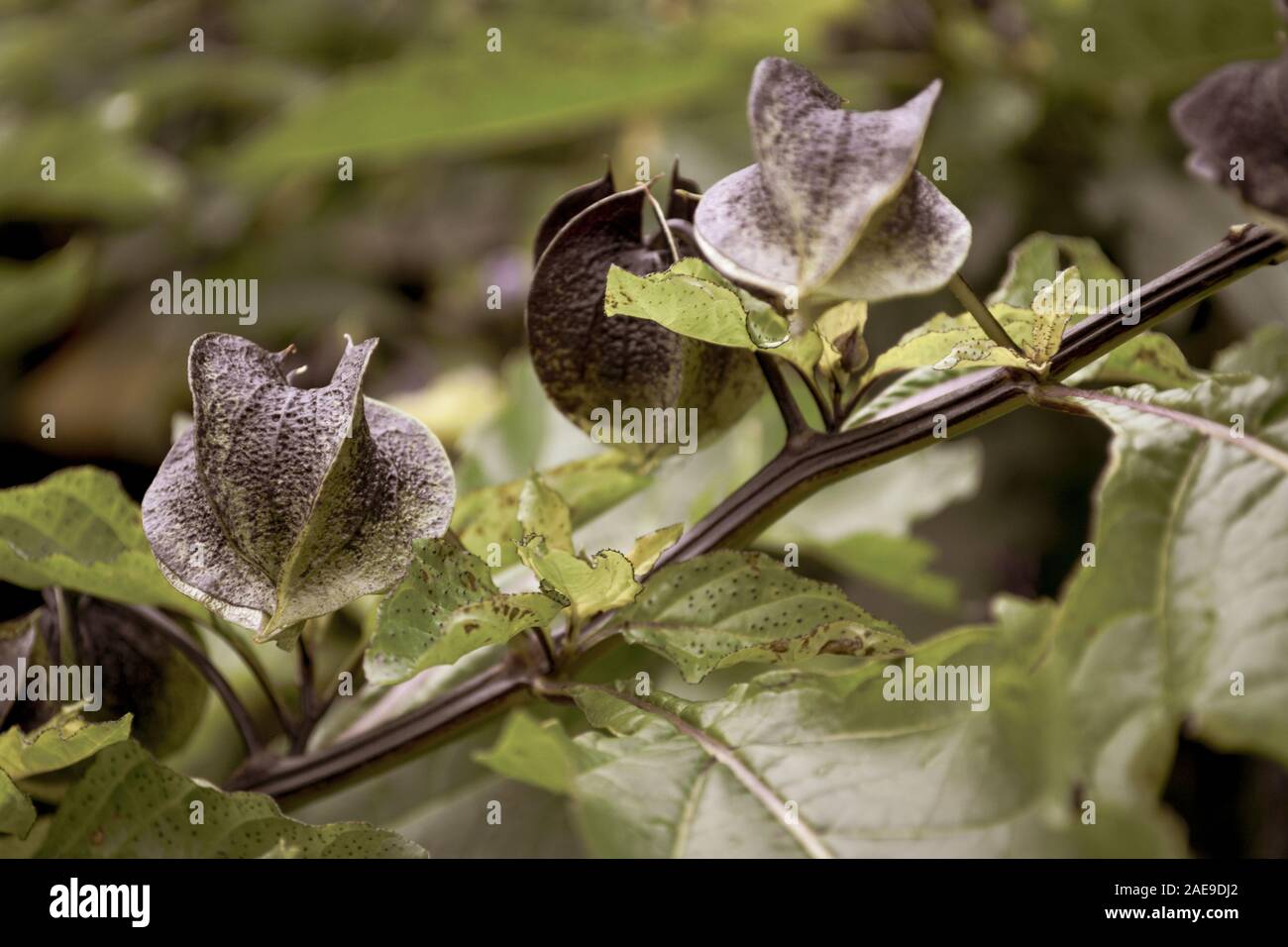 nicandra physalodes flowers in autumn garden Stock Photo - Alamy