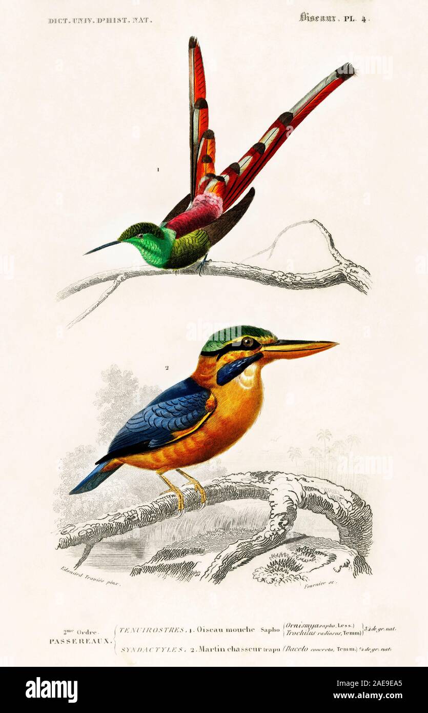 vintage natural history illustration Stock Photo - Alamy
