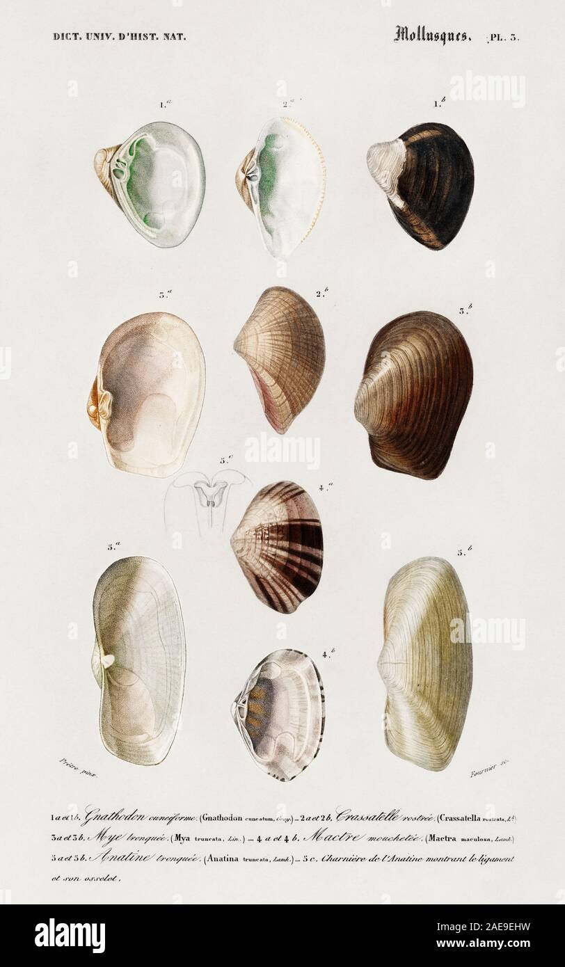 Different types of mollusks illustrated by Charles Dessalines D ...