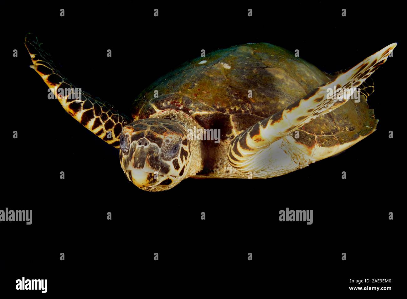 Turtle indonesia hi-res stock photography and images - Alamy