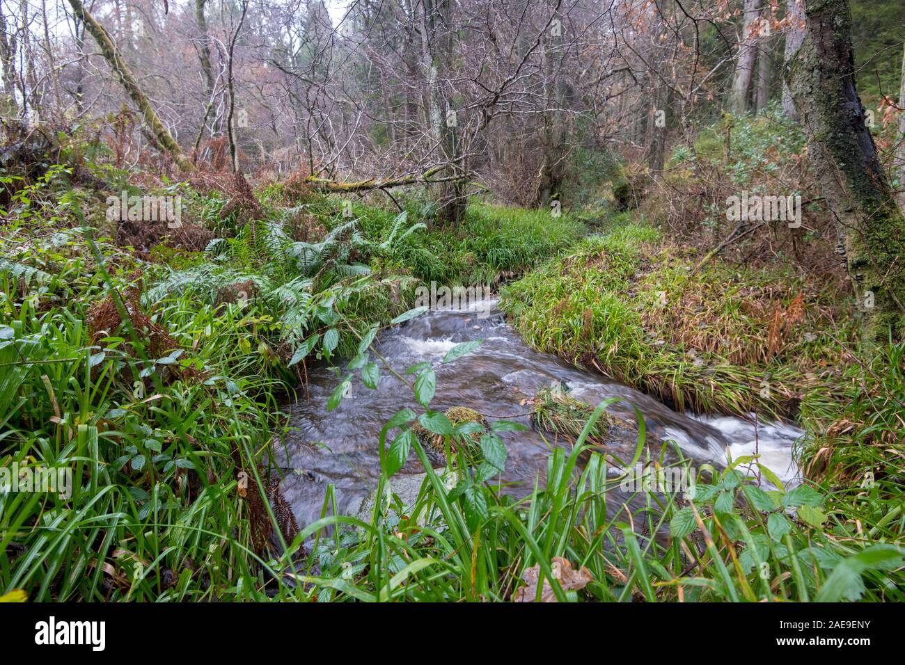 The Nature of Scotland Stock Photo - Alamy