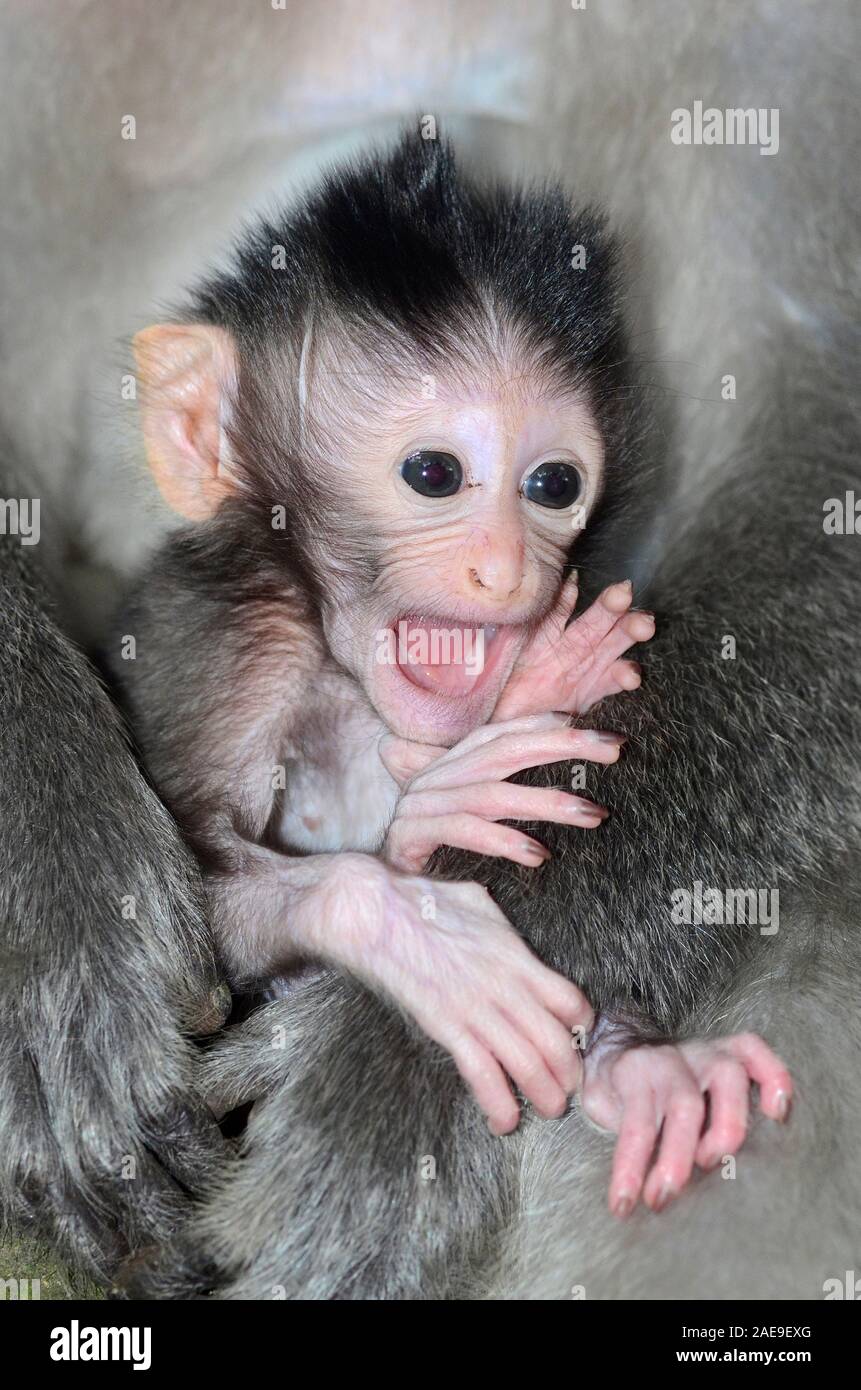 Long tailed macaque baby, Macaca fascicuiaris, Bali, Indonesia Stock ...