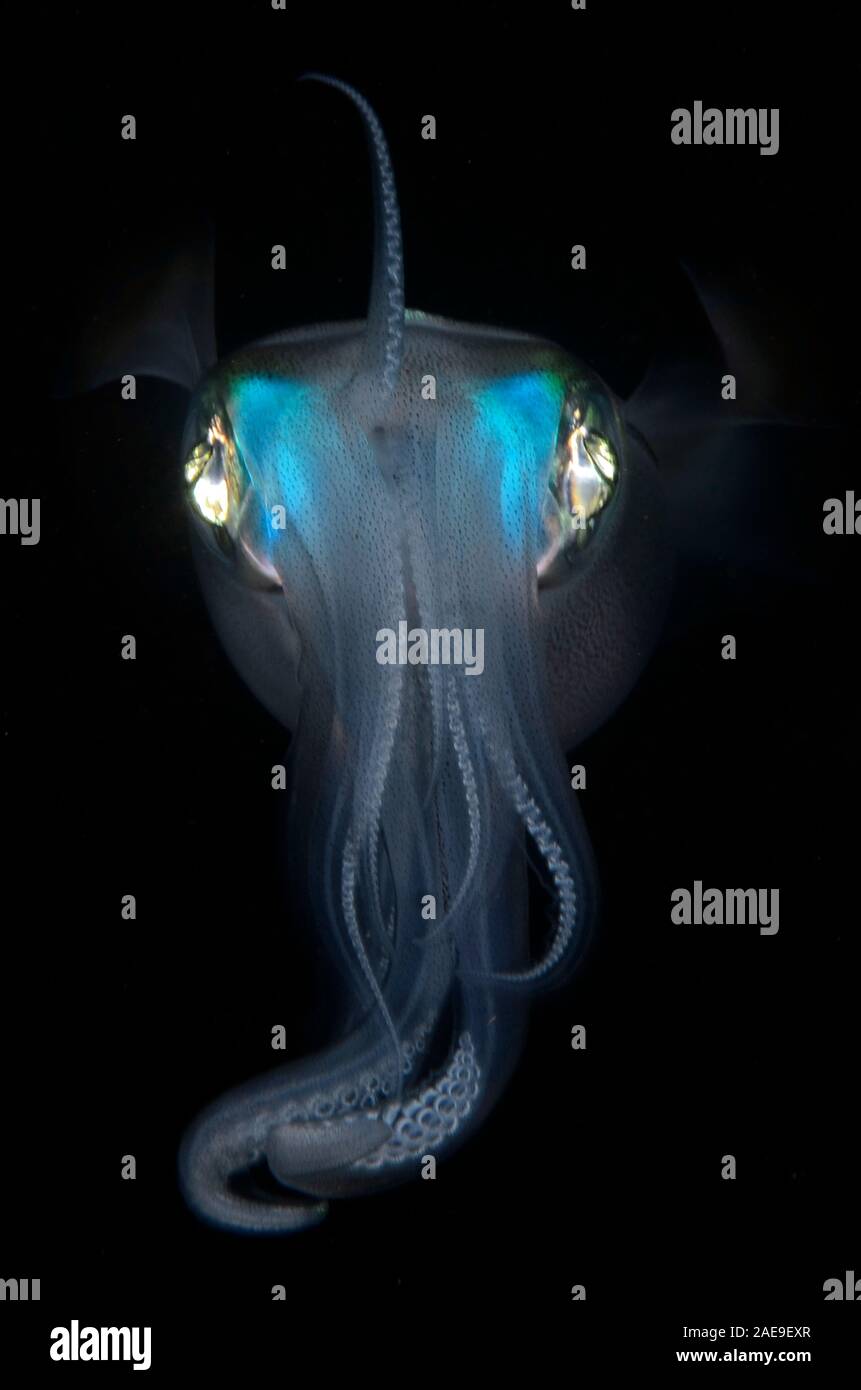 Big fin squid hi-res stock photography and images - Alamy