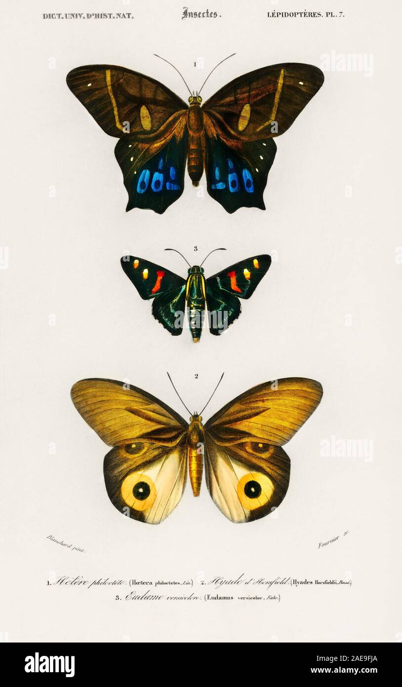 vintage natural history illustration Stock Photo - Alamy