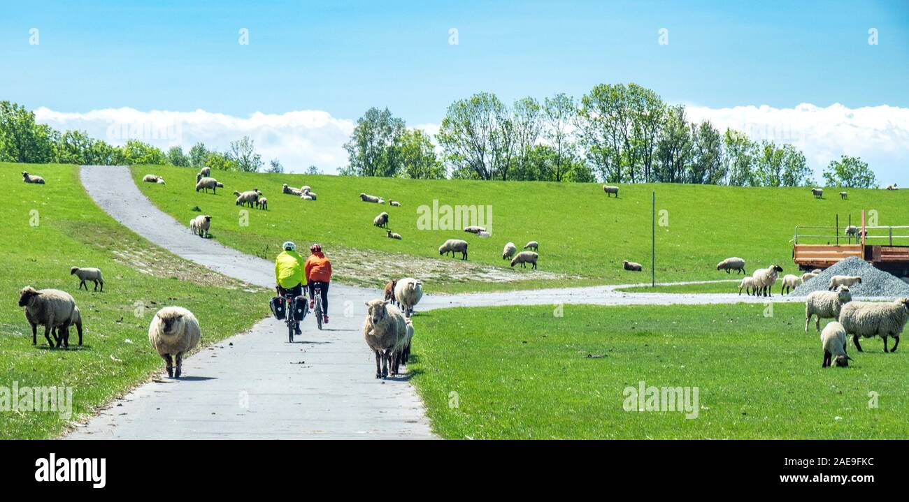 Riding sheep hi-res stock photography and images - Alamy