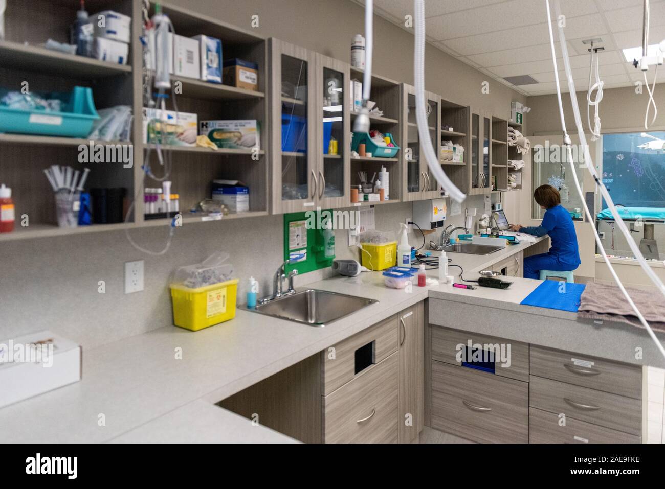 vet technician adding notes on the computer in the assessment area ...
