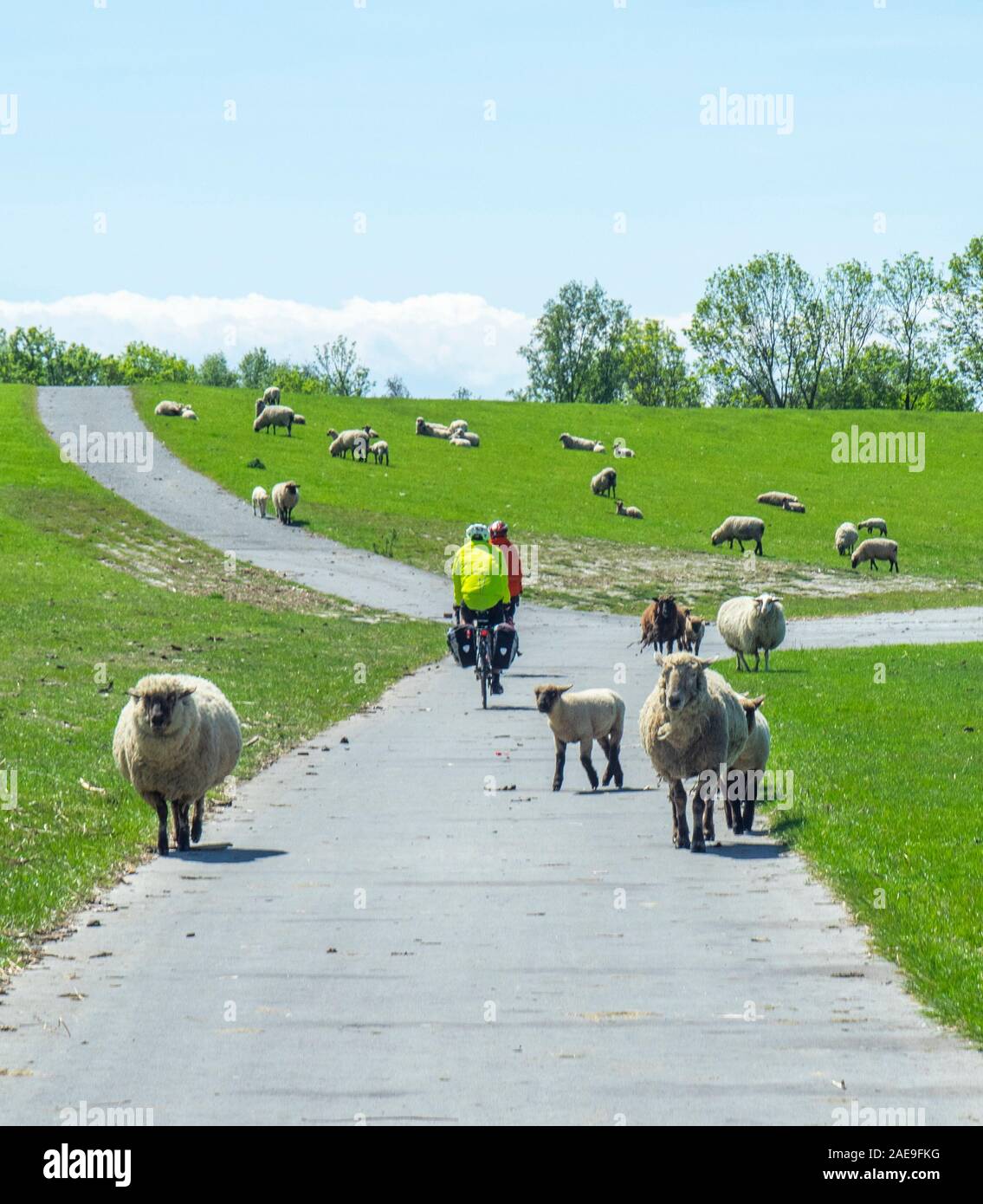Riding sheep hi-res stock photography and images - Alamy