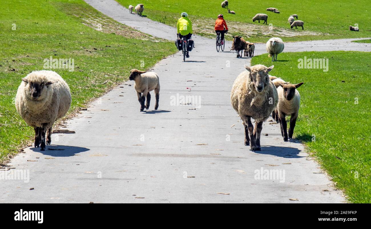 Riding sheep hi-res stock photography and images - Alamy