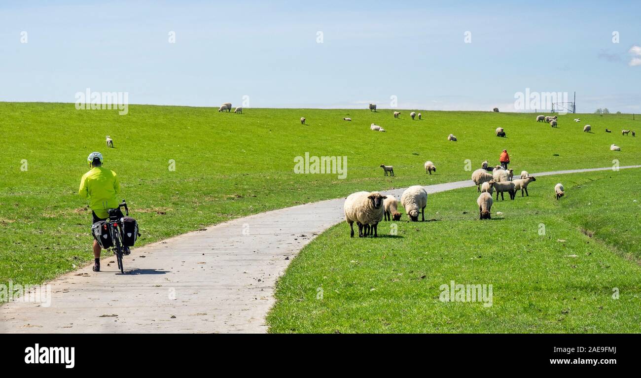 Riding sheep hi-res stock photography and images - Alamy
