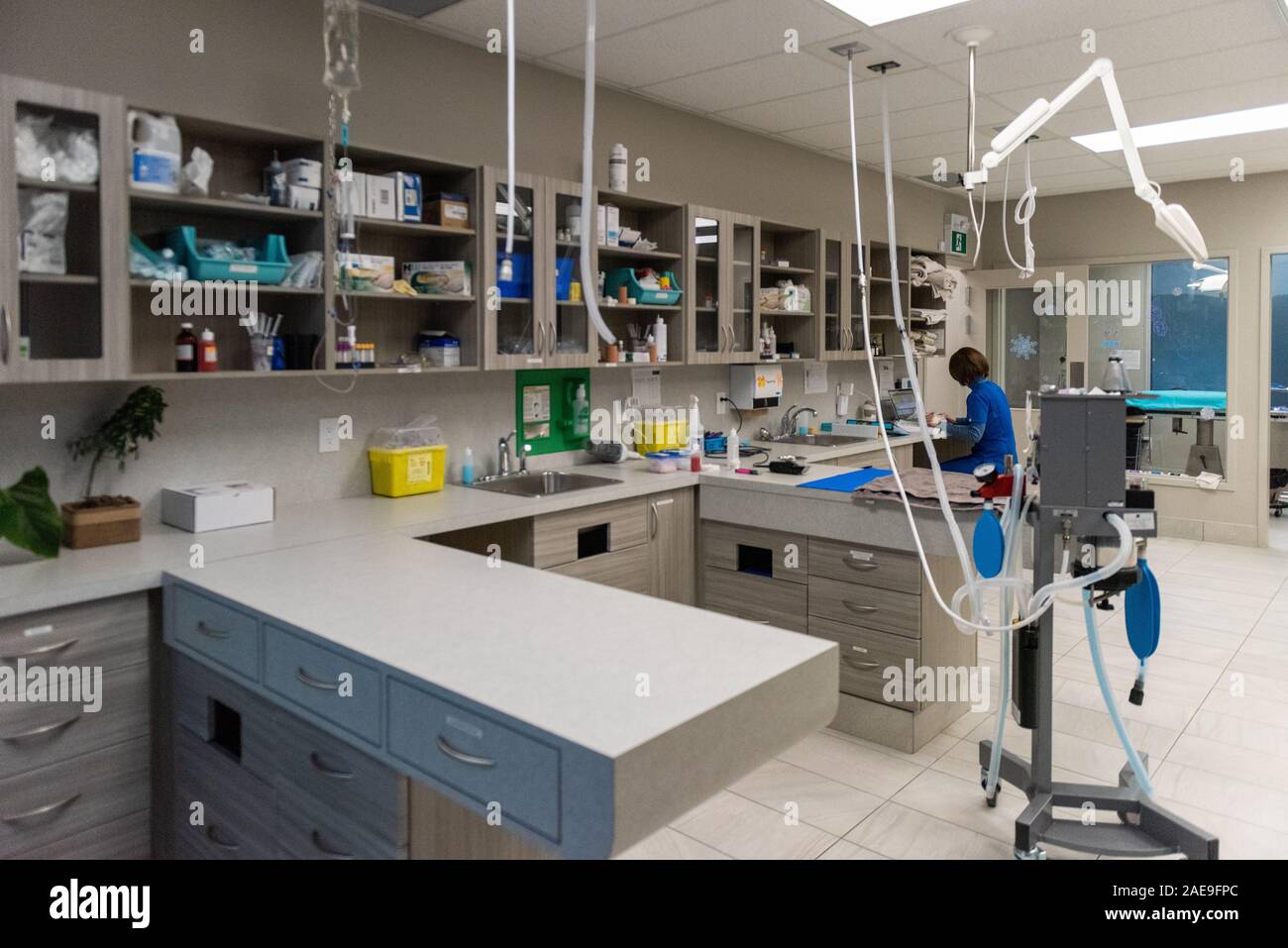 vet technician adding notes on the computer in the assessment area ...
