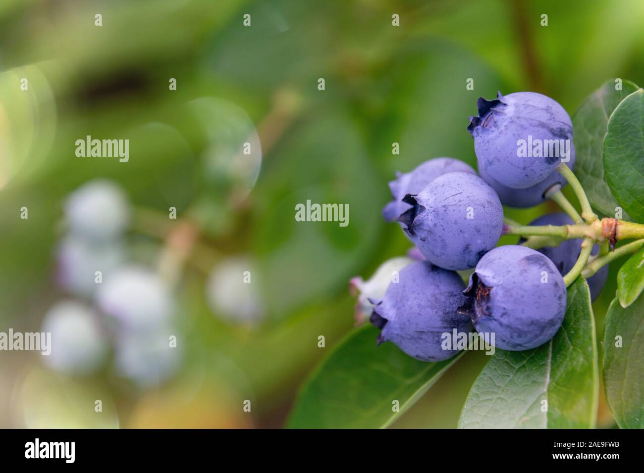 American blueberries ripening on the bushes in the sunshine and against ...