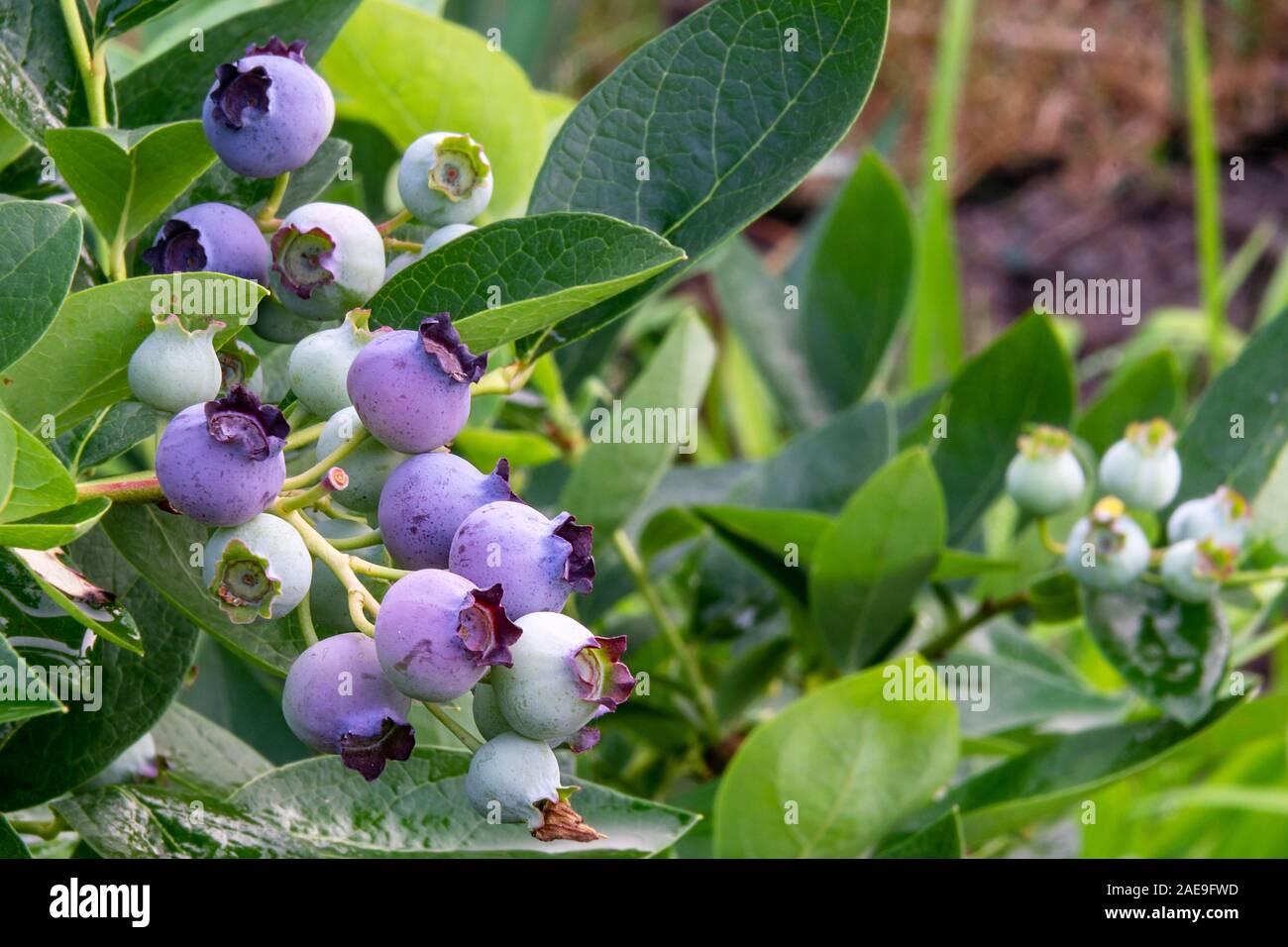 American blueberries ripening on the bushes in the sunshine and against ...