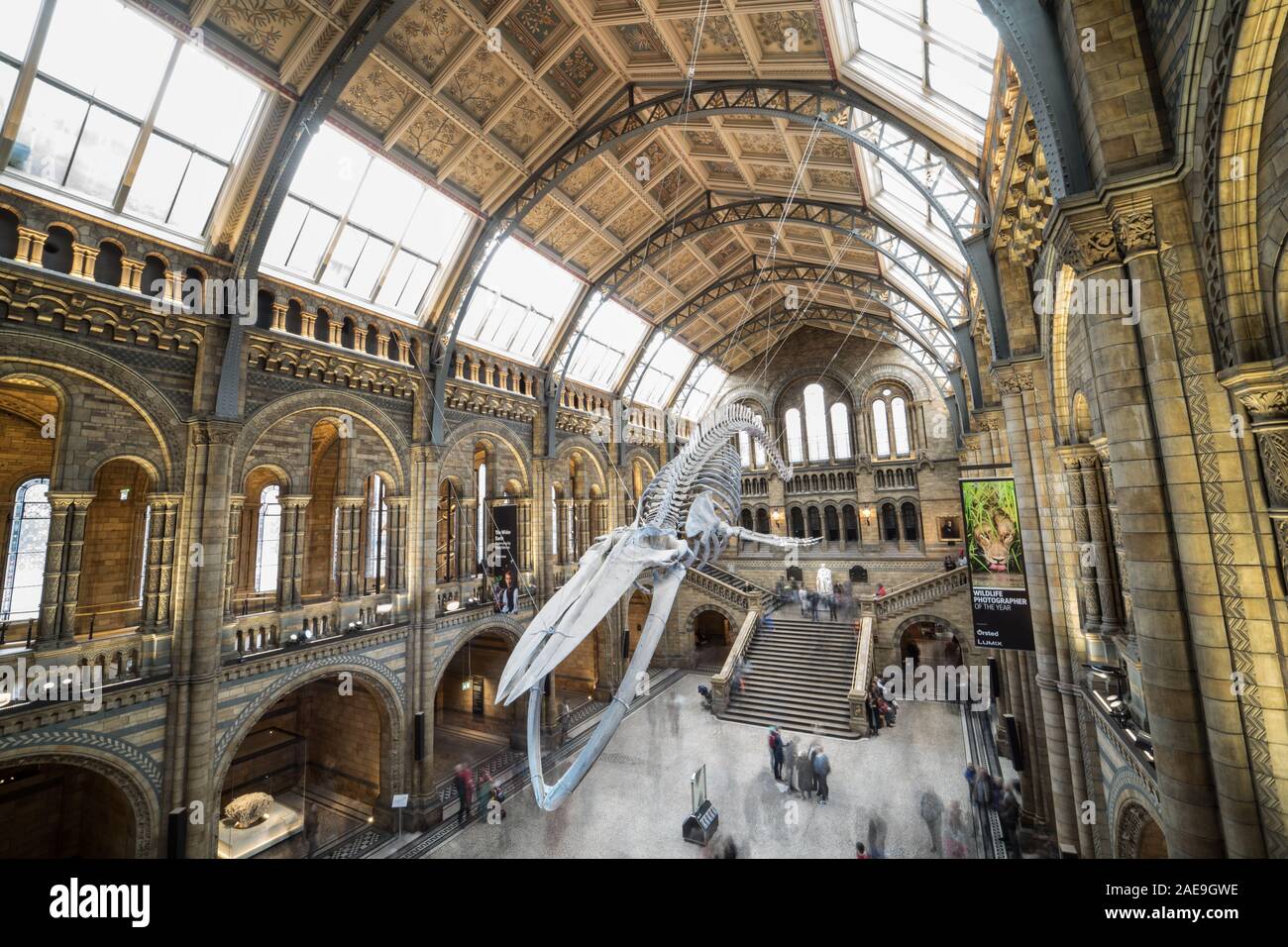 Hintze Hall, Natural History Museum, London, UK, December 2018 Stock ...