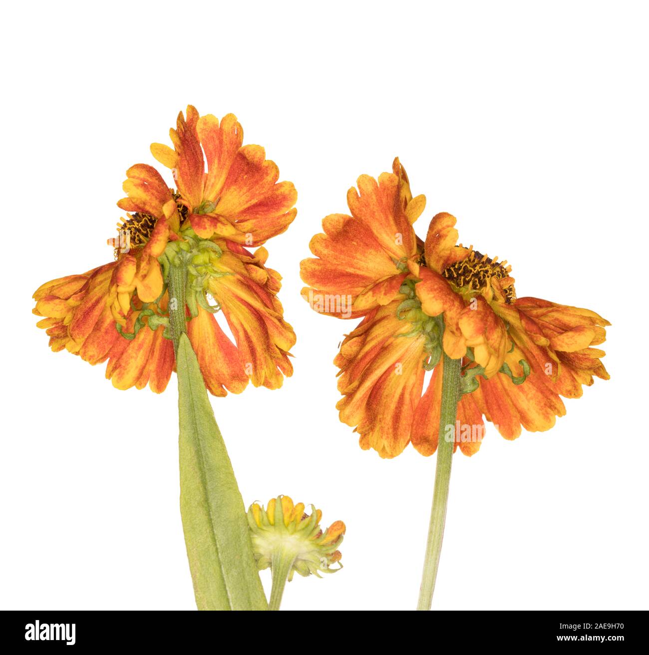 Helios flower hi-res stock photography and images - Alamy