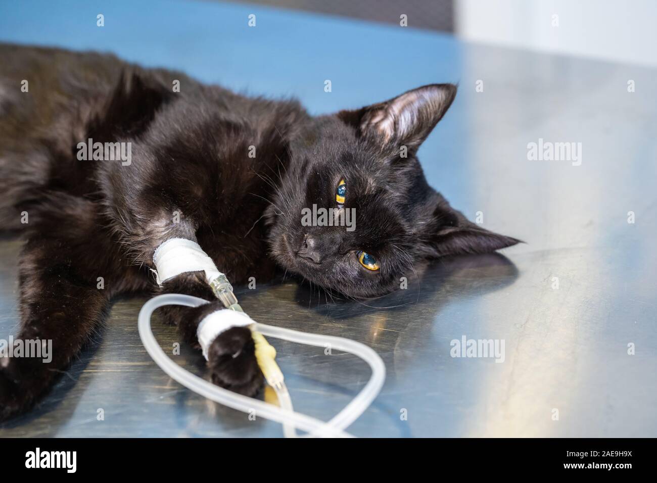 Yellow-eyed cat, sedated with an intravenous catheter in a veterinary ...