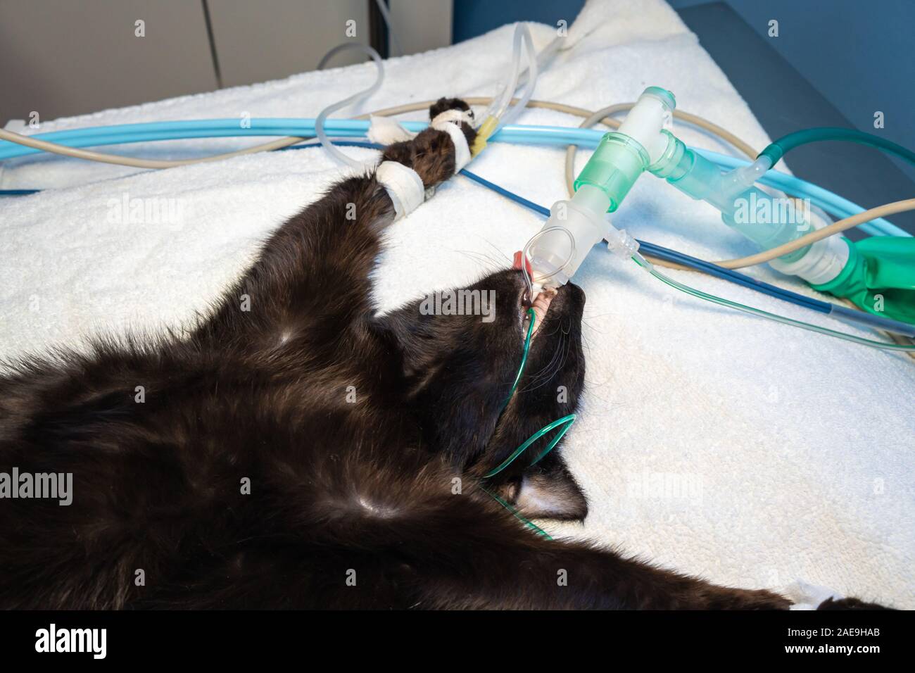 T-ayre circuit in a cat´s surgery Stock Photo - Alamy