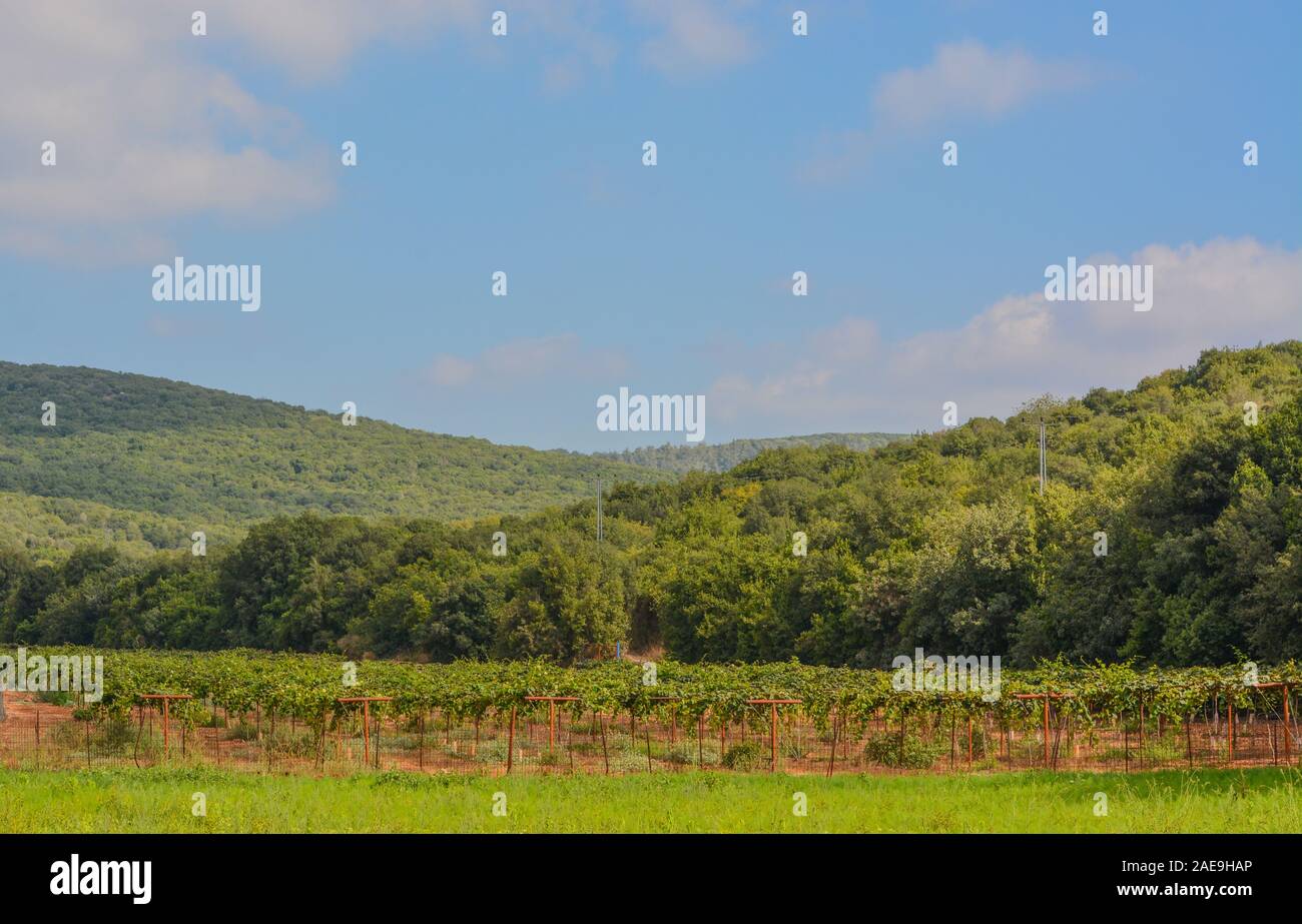 Middle East vineyard in the Golan Heights of northern Israel Stock ...