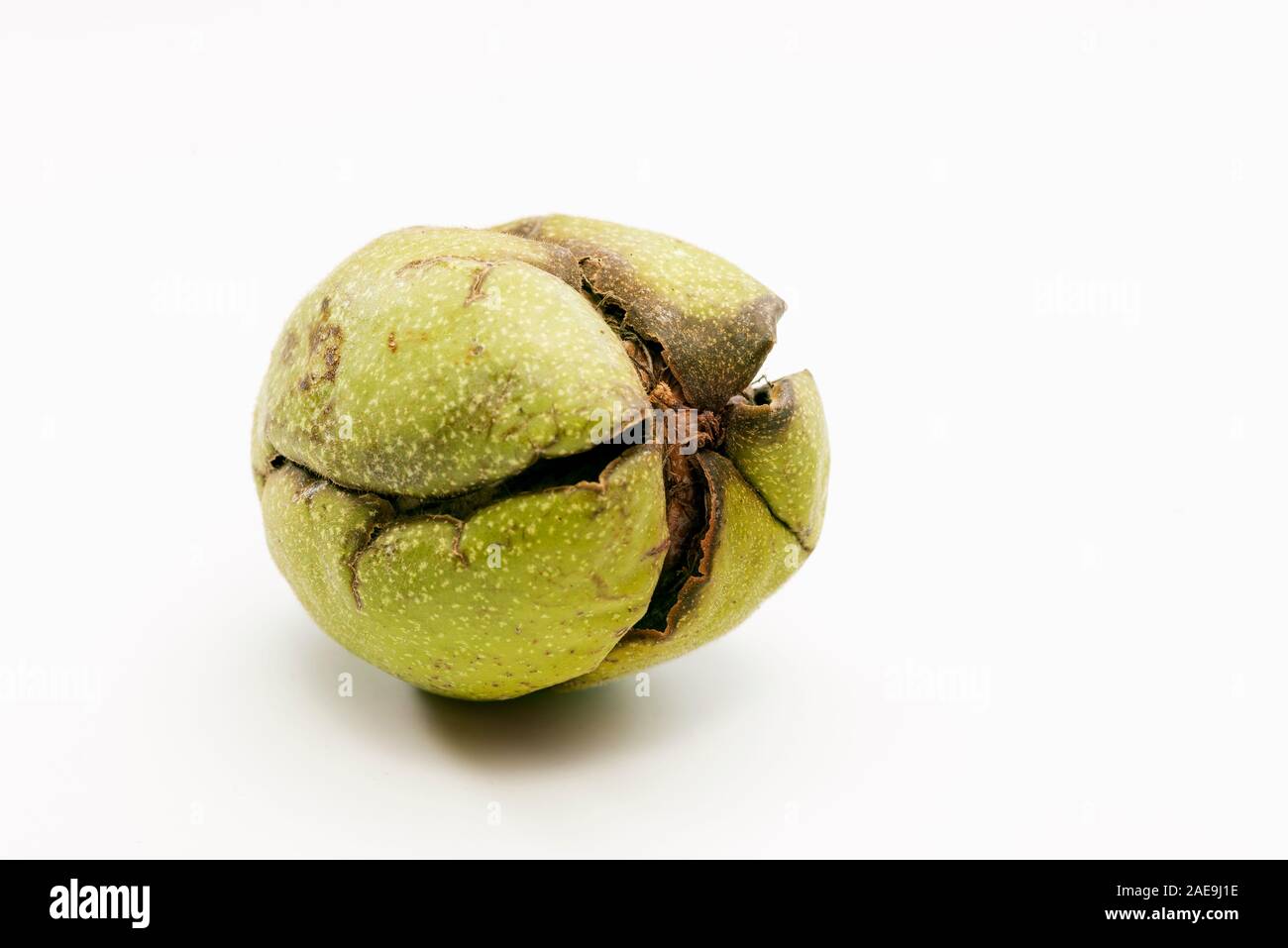 Wallnut tree hi-res stock photography and images - Alamy