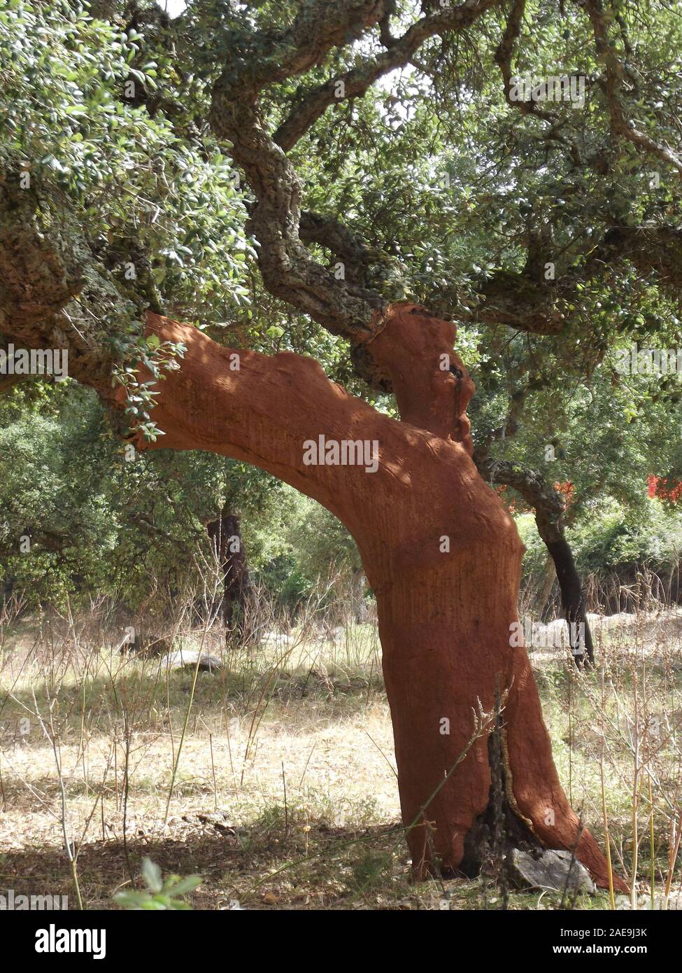 Cork oak, Quercus suber, red trees on Sardinia, Italy Stock Photo - Alamy