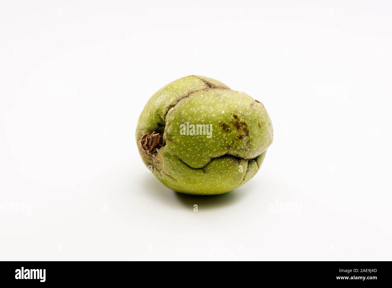 Walnut wallnut nut nuts walnuts hi-res stock photography and images - Alamy