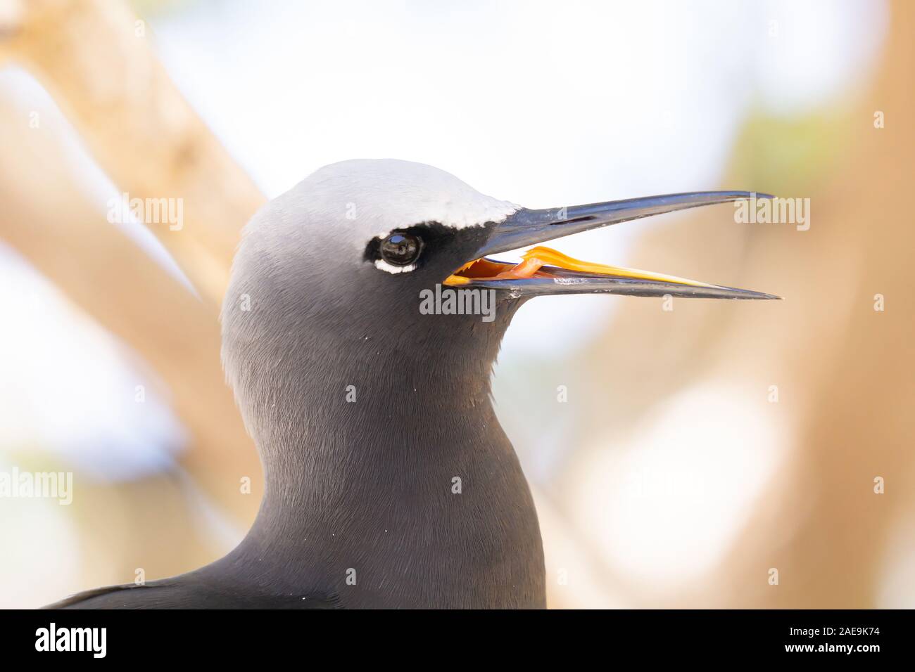 White capped noddy member of tern family in nesting season squarking ...
