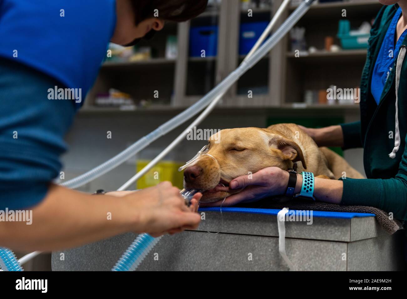 Vet technician and vet assistant prepare a six month old yellow lab for ...