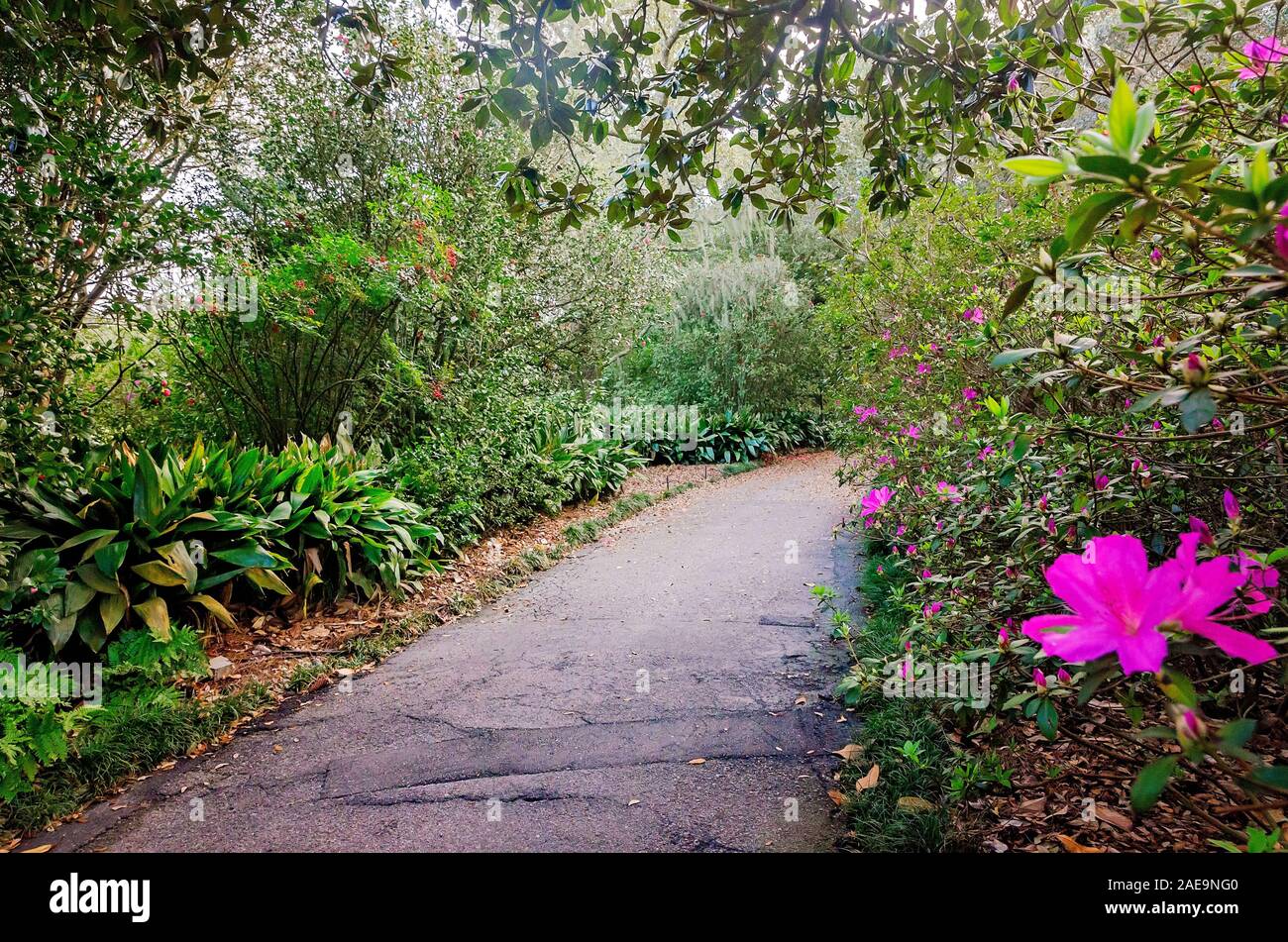 Pink azaleas bloom along a walking trail at Bellingrath Gardens ...
