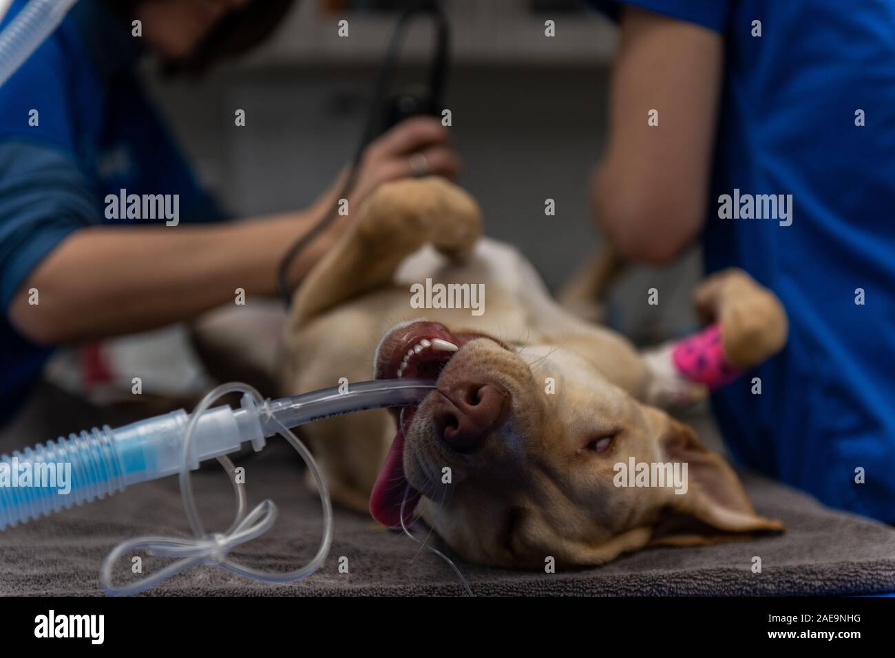 Vet technician and vet assistant prepare a six month old yellow lab for ...
