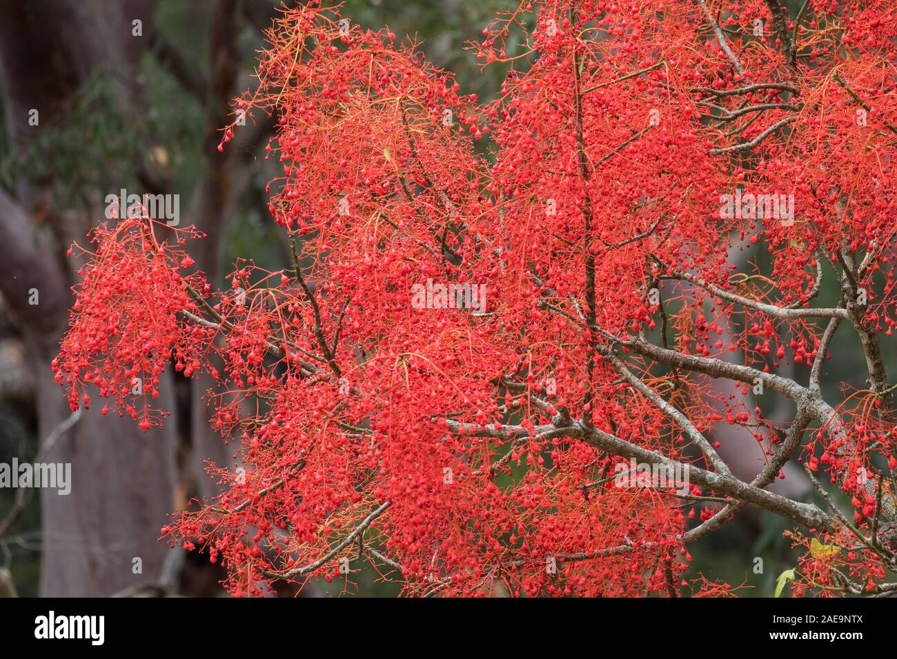 Illawarra Flame Tree in flower Stock Photo - Alamy