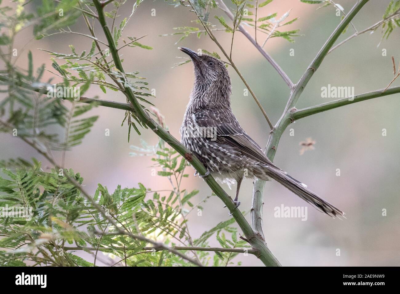 Wattle bird hi-res stock photography and images - Alamy