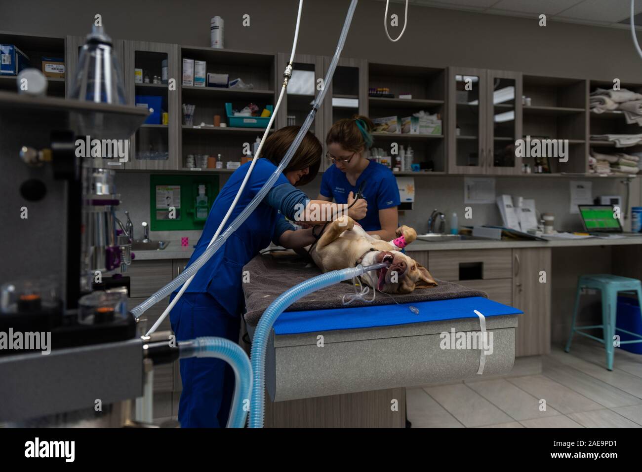 Spay surgery hi-res stock photography and images - Alamy