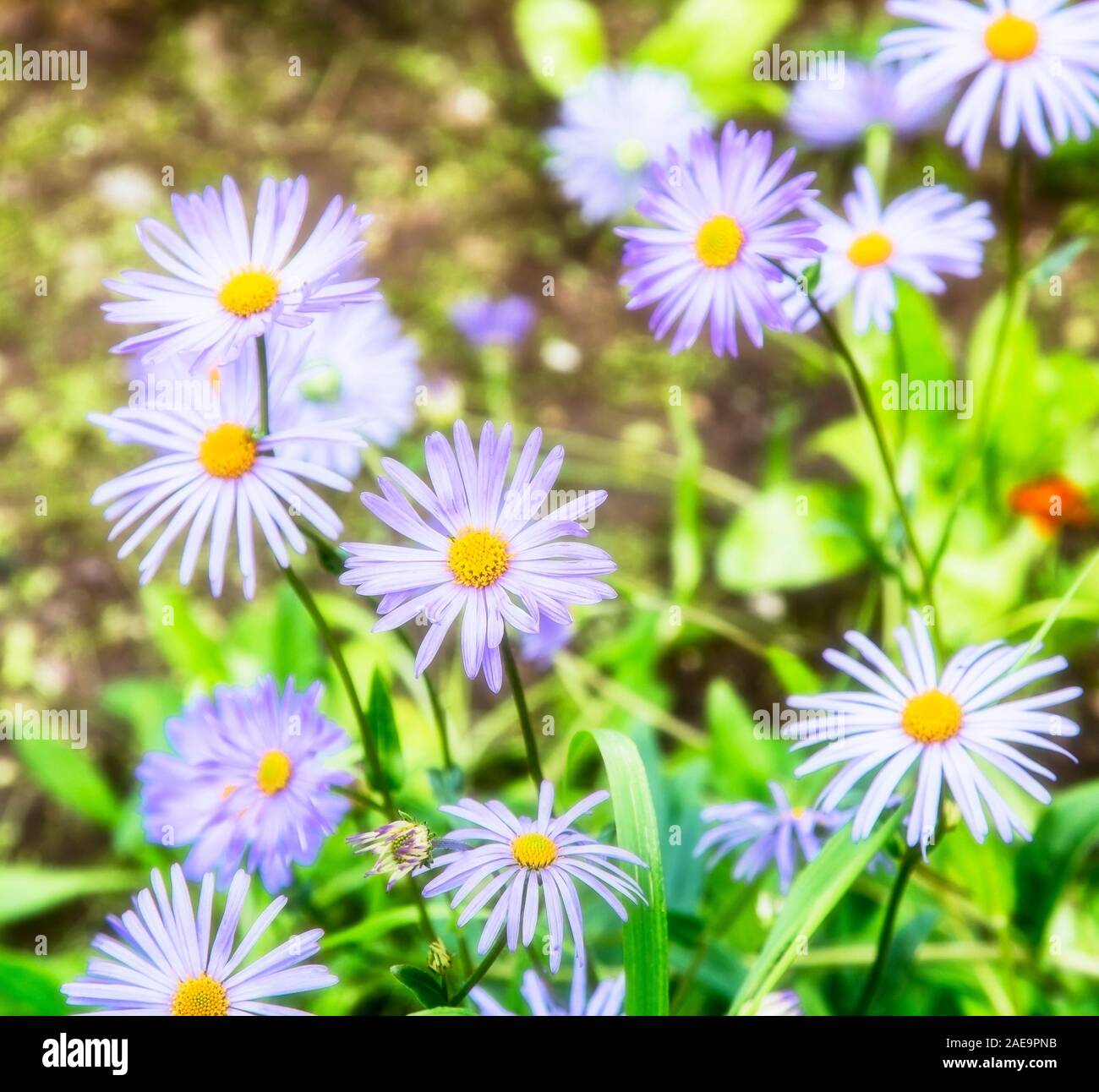 Summer field with light violet flowers Stock Photo - Alamy