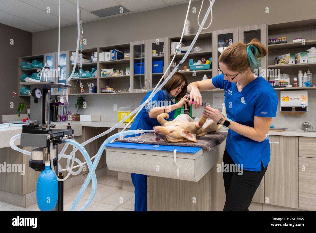 Vet technician and vet assistant prepare a six month old yellow lab for ...