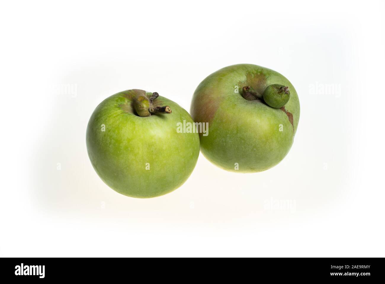 Trendy ugly food concept. Two green apples isolated on white background ...