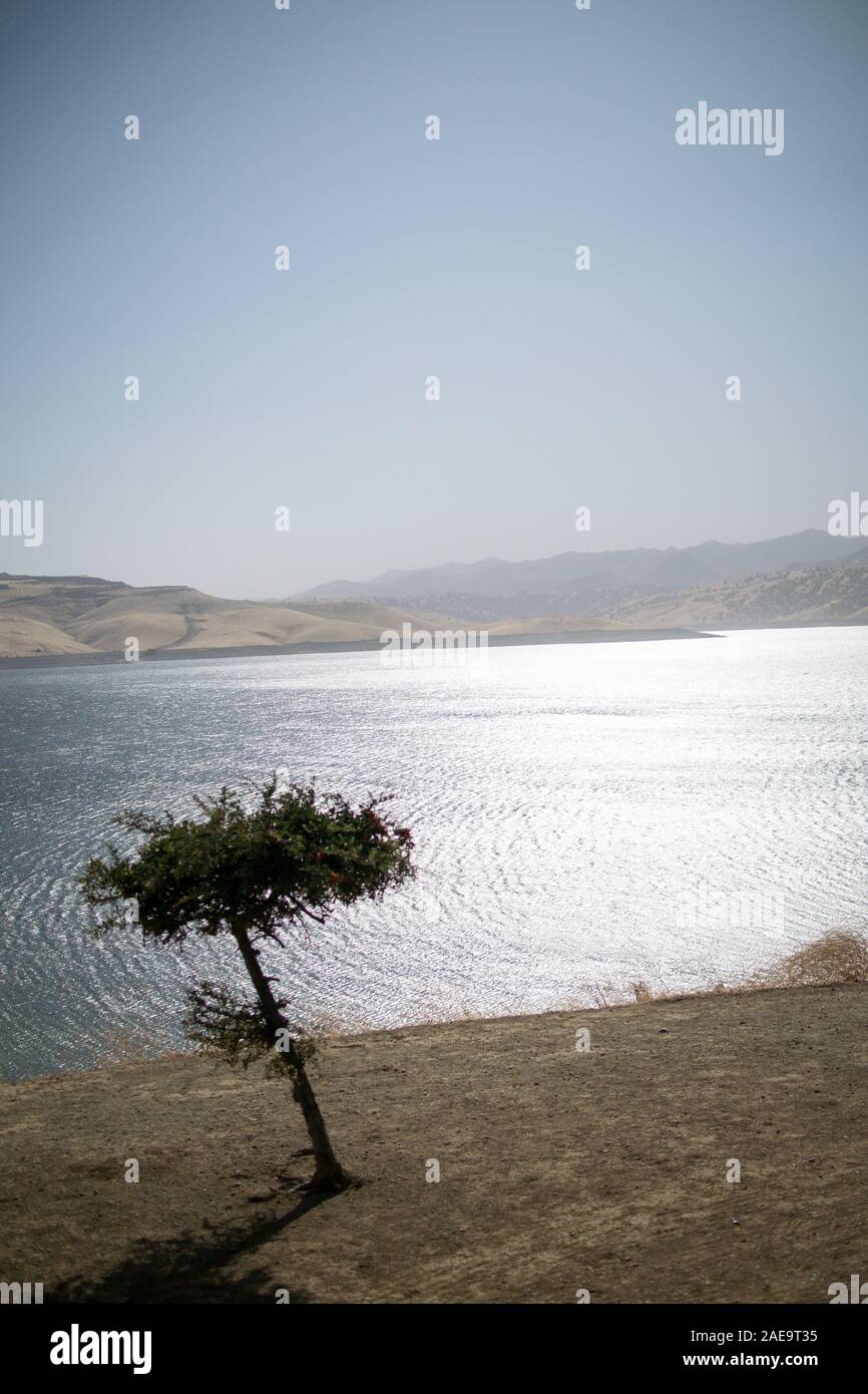 Lone Tree on the bank of the San Luis Reservoir, the fifth largest ...