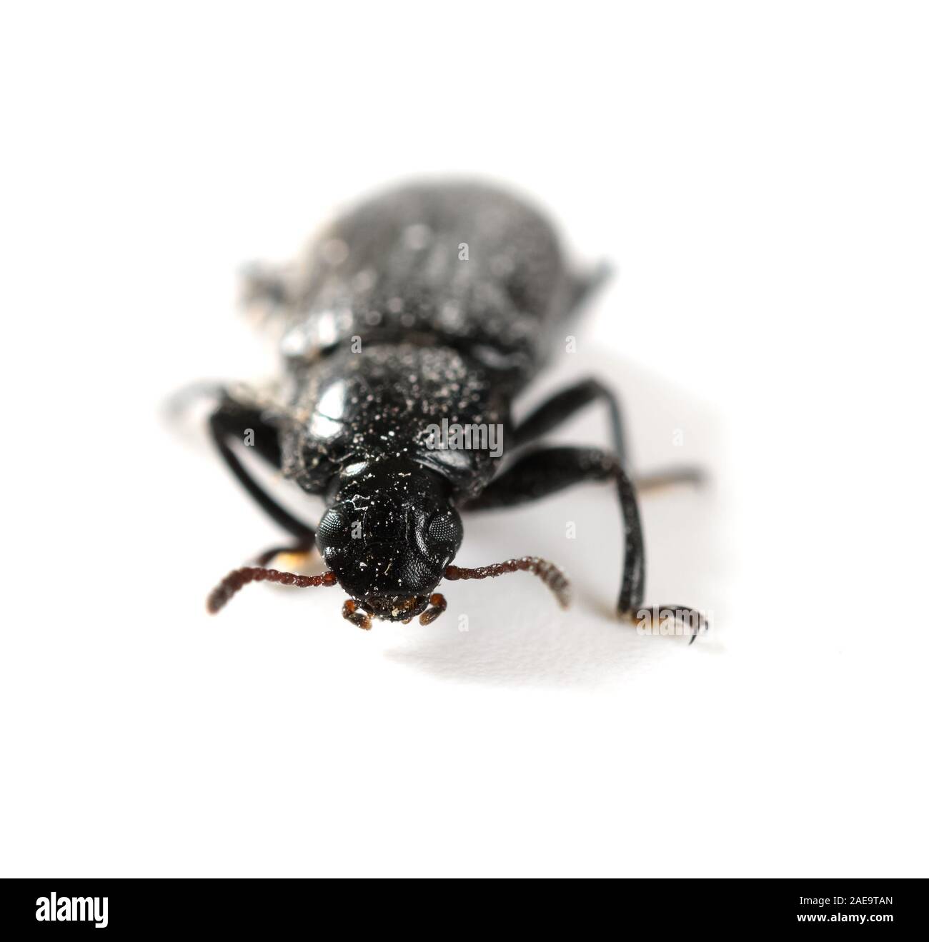 small beetle close up on its head on white background Stock Photo - Alamy