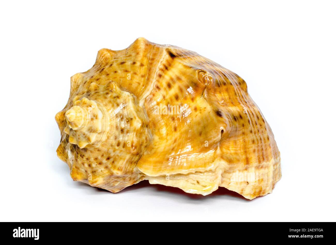 White shell sea hi-res stock photography and images - Alamy