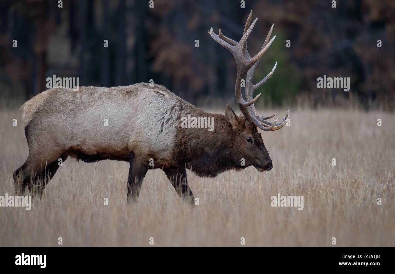 Bull Elk in Field Stock Photo - Alamy