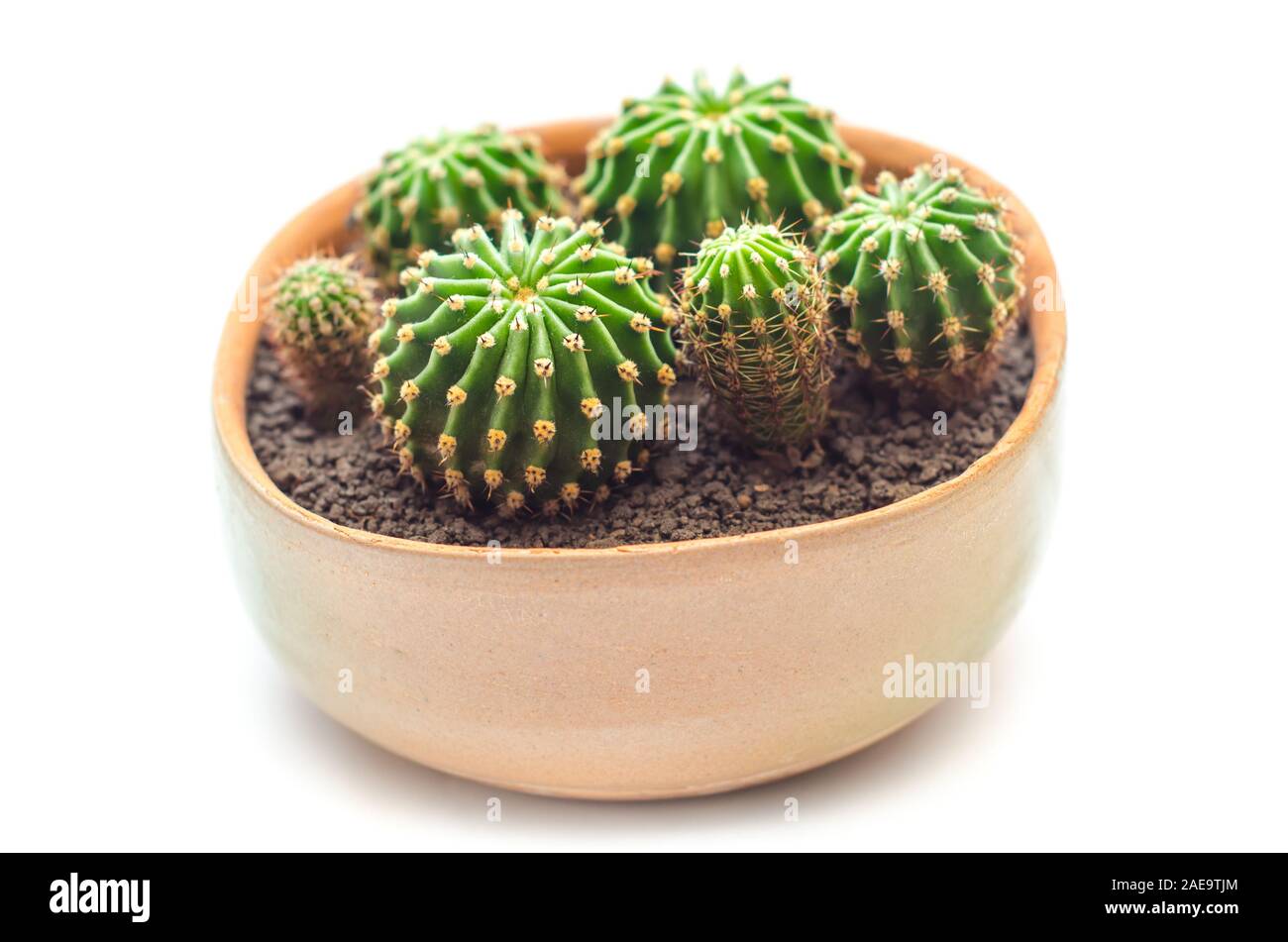 Cactus pot hi-res stock photography and images - Alamy