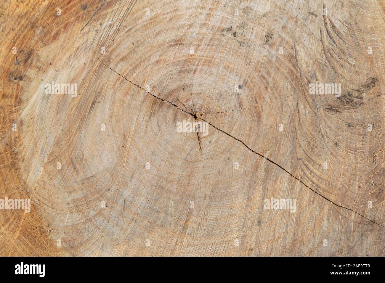 Tree cut, beautiful wood texture, background Stock Photo - Alamy