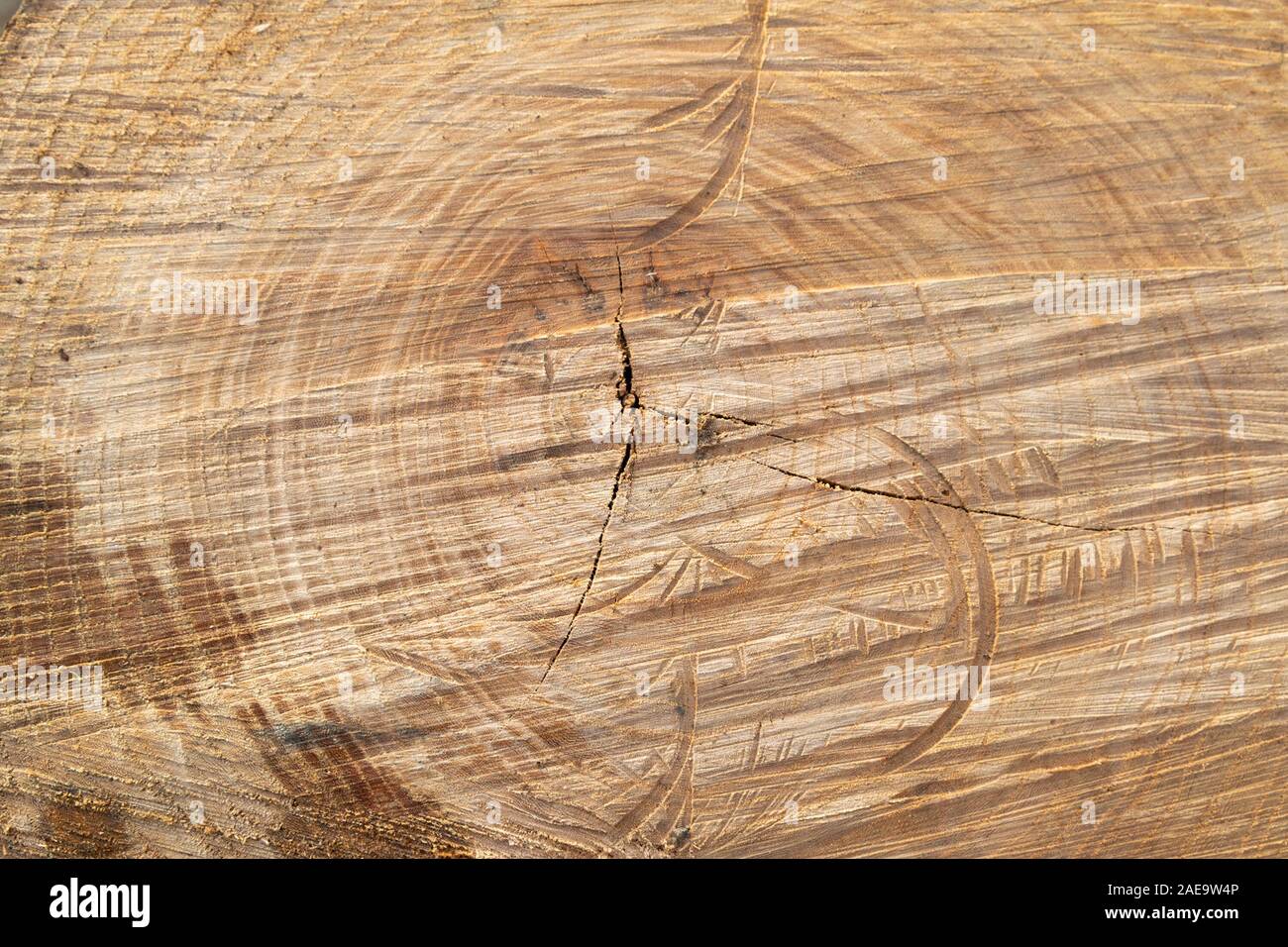 Tree cut, beautiful wood texture, background Stock Photo - Alamy