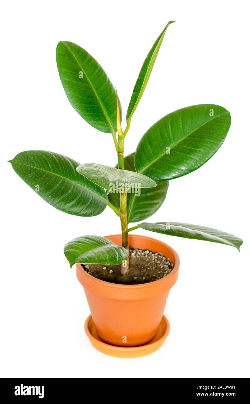 Ficus growing in nature Cut Out Stock Images & Pictures - Alamy