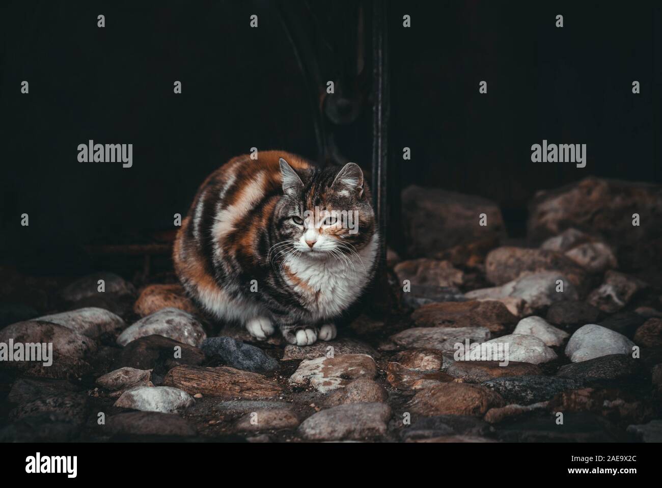 Sad cat on a black background. Waiting for the owner. Beautiful ...