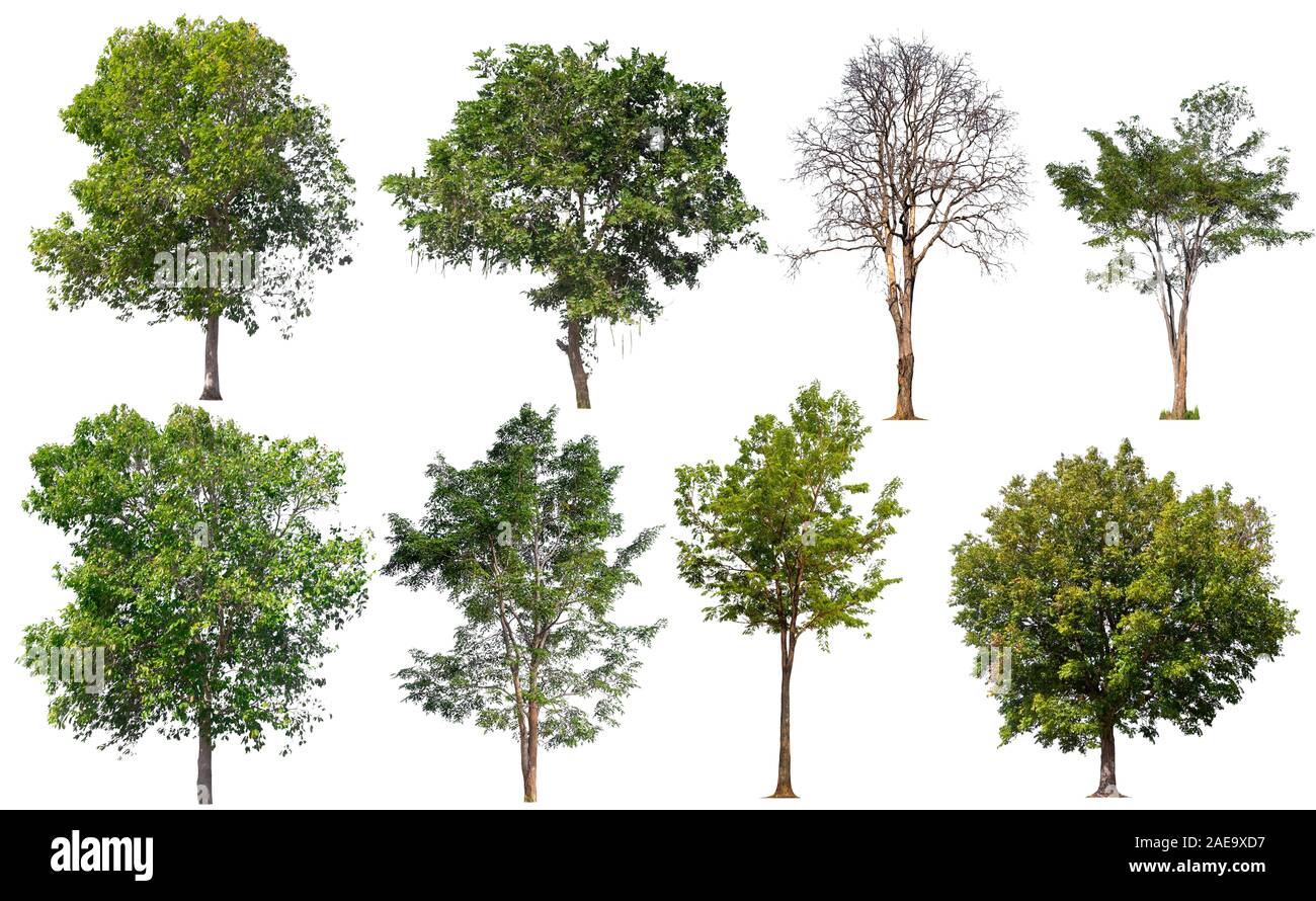 collection tree isolated on white background Stock Photo - Alamy