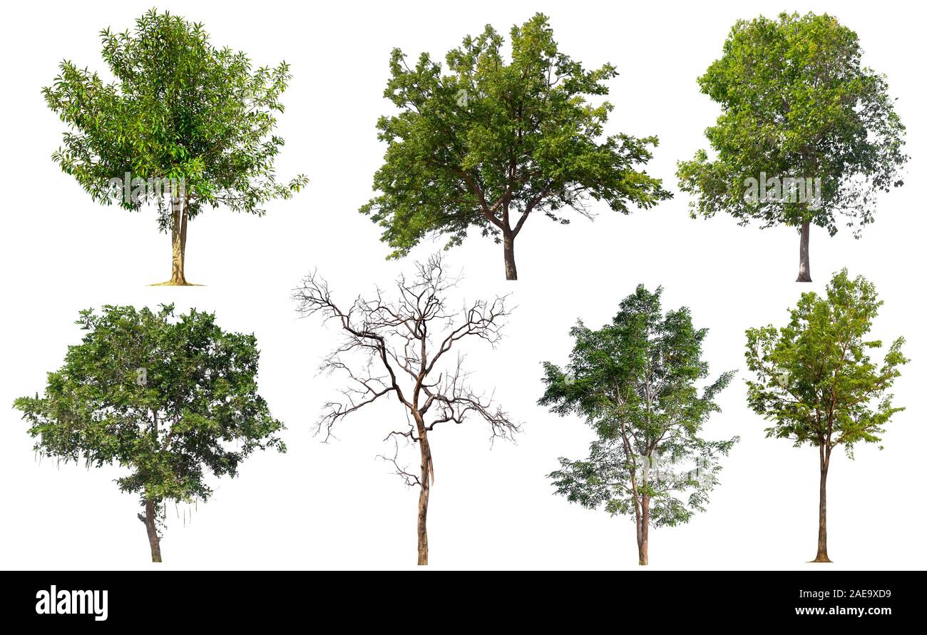 collection tree isolated on white background Stock Photo - Alamy