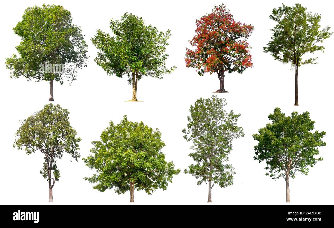 collection tree isolated on white background Stock Photo - Alamy