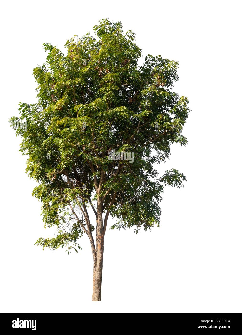 isolated tree on white background with clipping path Stock Photo - Alamy