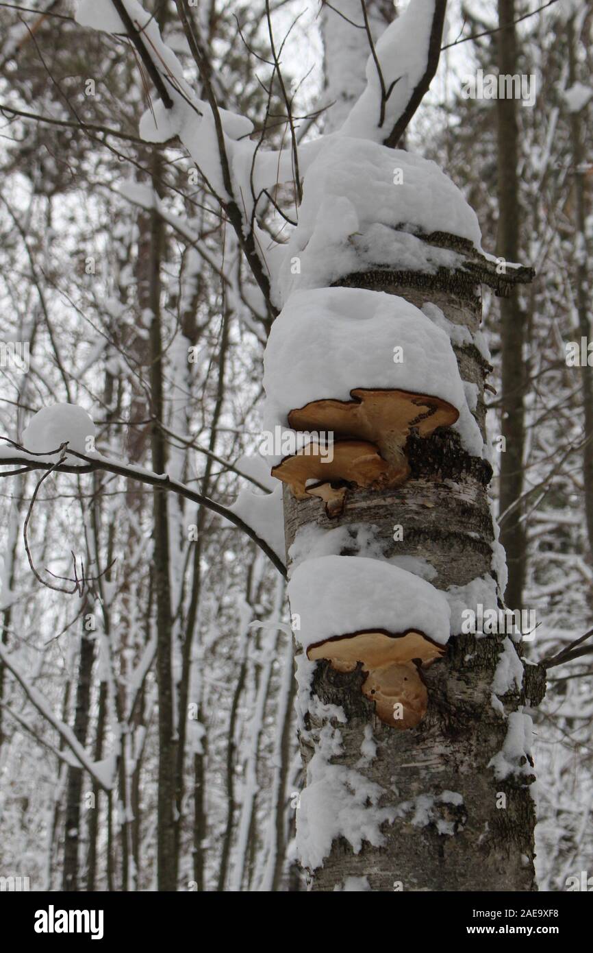 Conk on tree hi-res stock photography and images - Alamy