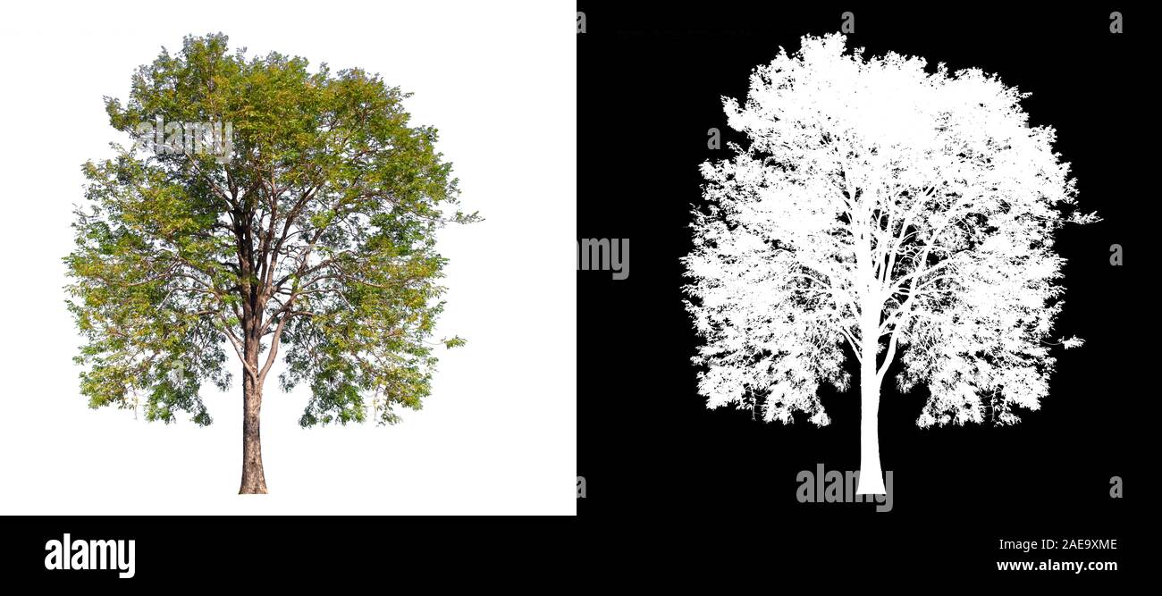 isolated tree on white background with clipping path and alpha channel ...