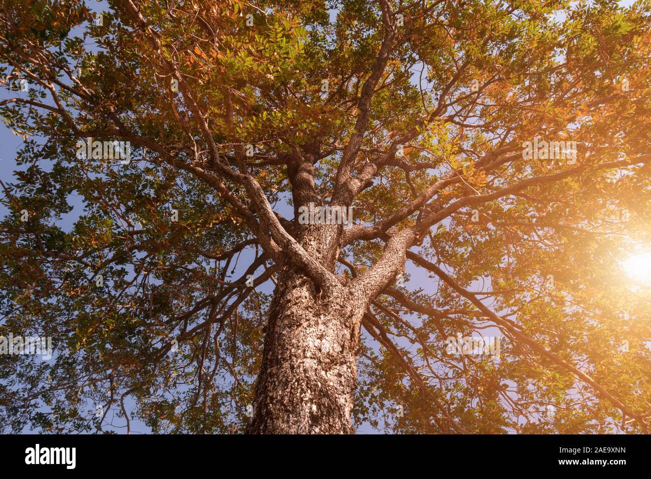 under tree view picture and show tree branch with sunlight Stock Photo ...